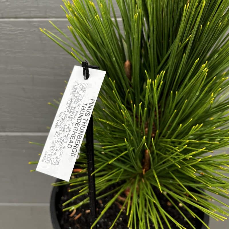 'Thunderhead' Japanese Black Pine | Sequoia Valley Farms