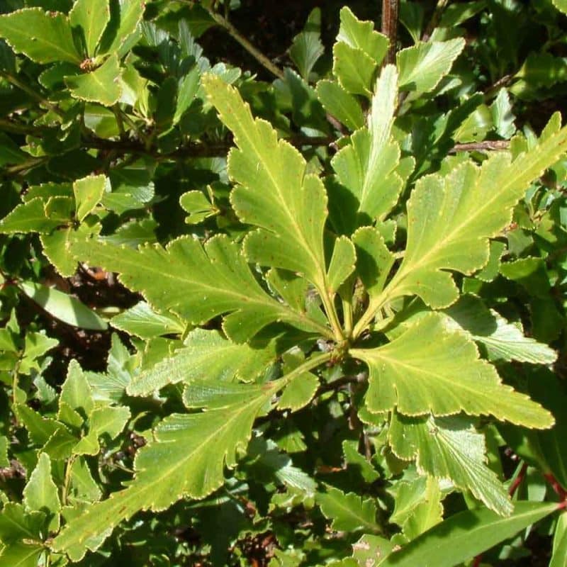 Australian Conifers | Sequoia Valley Farms