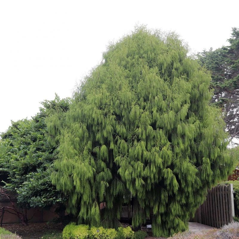 New Zealand Rimu (Dacrydium Cupressinum) | Sequoia Valley Farms
