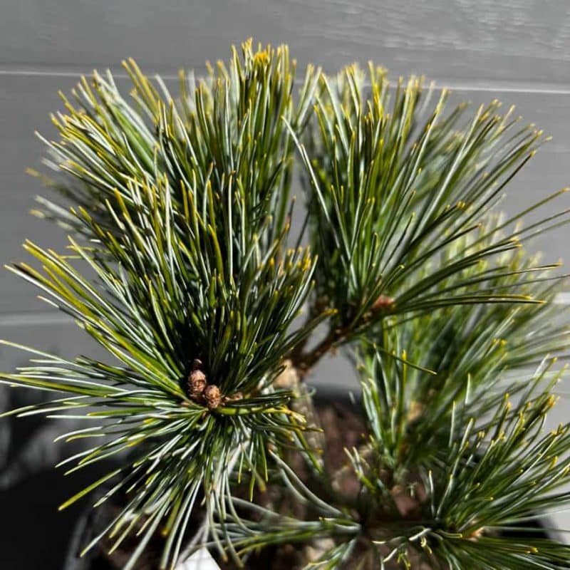 'Macopin' Eastern White Pine (Pinus Strobus 'Macopin') | Sequoia Valley ...