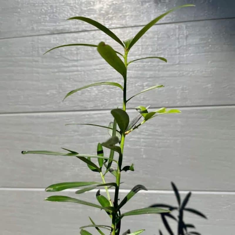 Australian Conifers | Sequoia Valley Farms