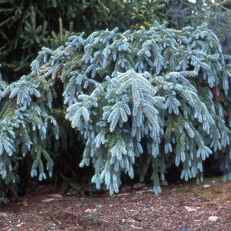 Picea Pungens 'The Blues' | Sequoia Valley Farms