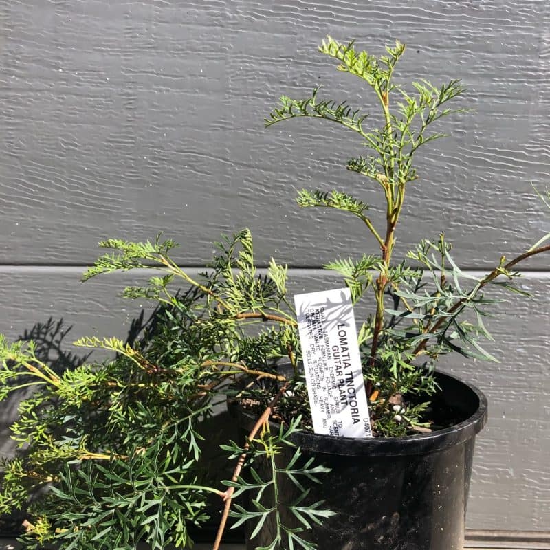 Guitar Plant | Sequoia Valley Farms