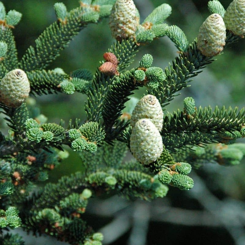 Fraser Fir (Abies Fraseri) | Sequoia Valley Farms