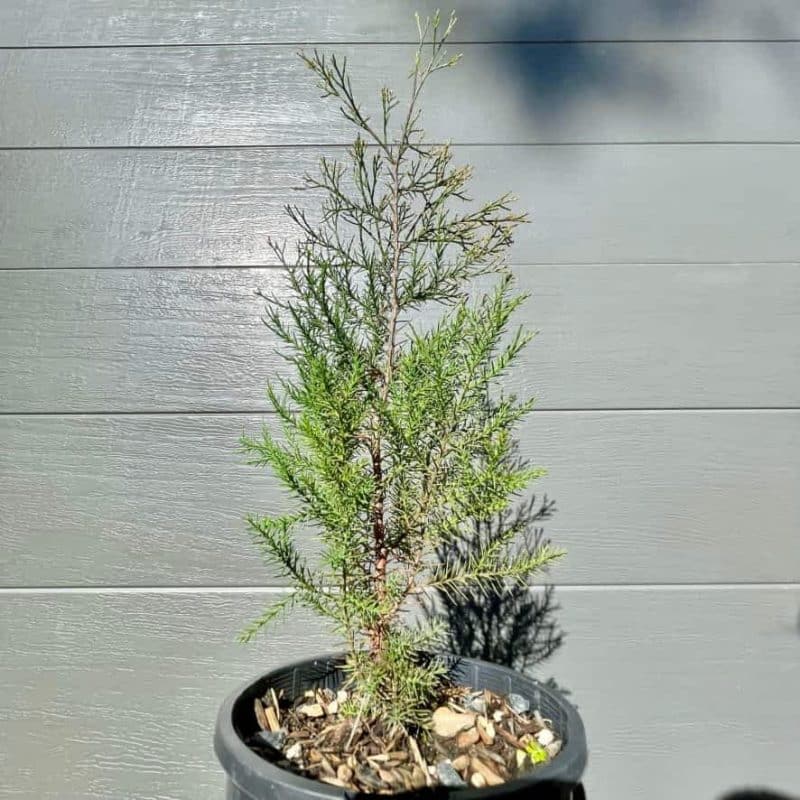 Northern White Cypress Pine | Sequoia Valley Farms
