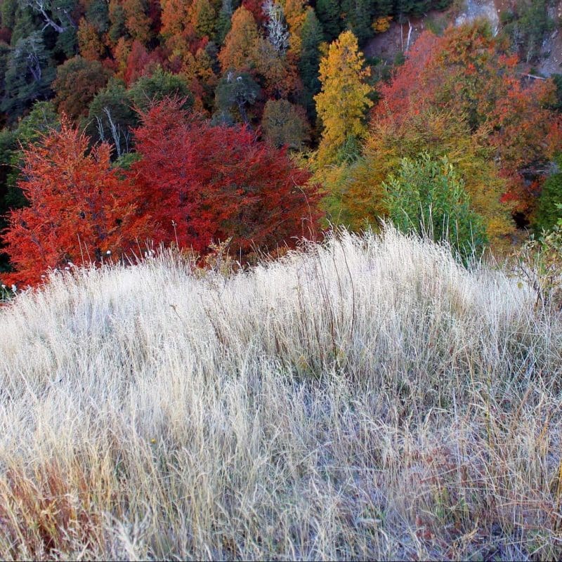 Roble Beech (Nothofagus Obliqua) | Sequoia Valley Farms