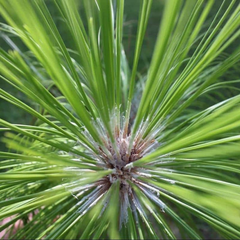North American Conifers | Sequoia Valley Farms