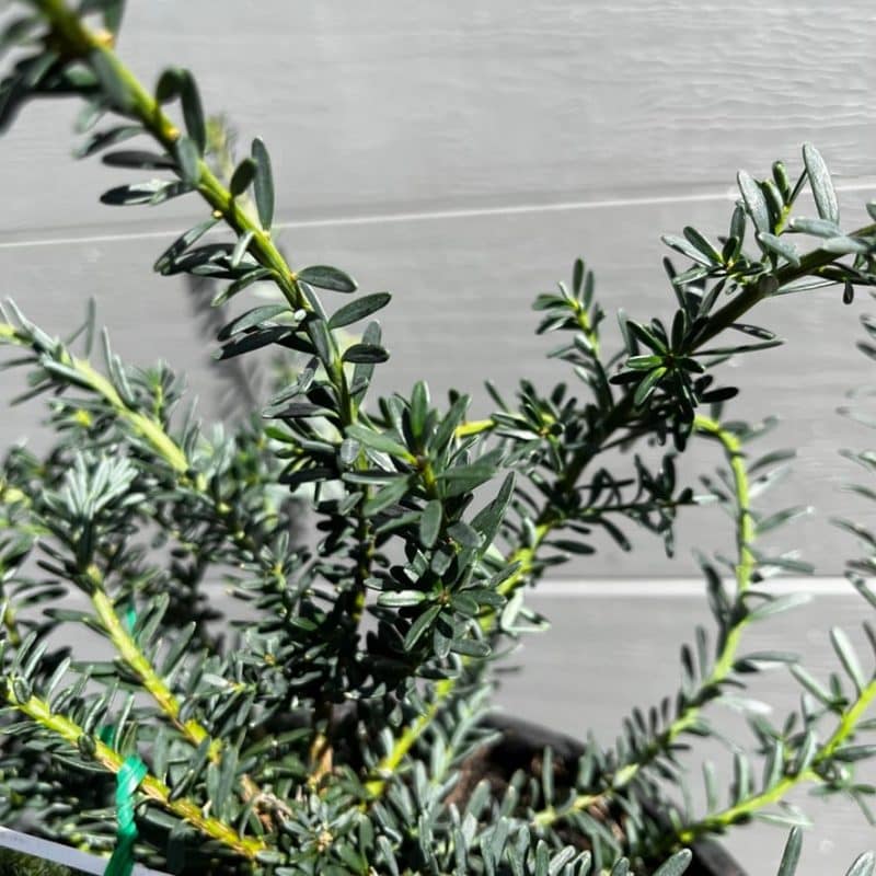 'Blue Gem' Mountain Plum Pine (Podocarpus Alpinus) | Sequoia Valley Farms