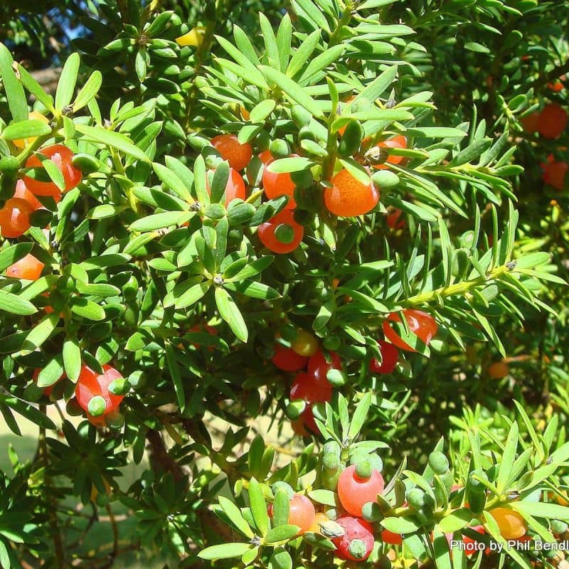 Podocarpus-totara-full6 | Sequoia Valley Farms