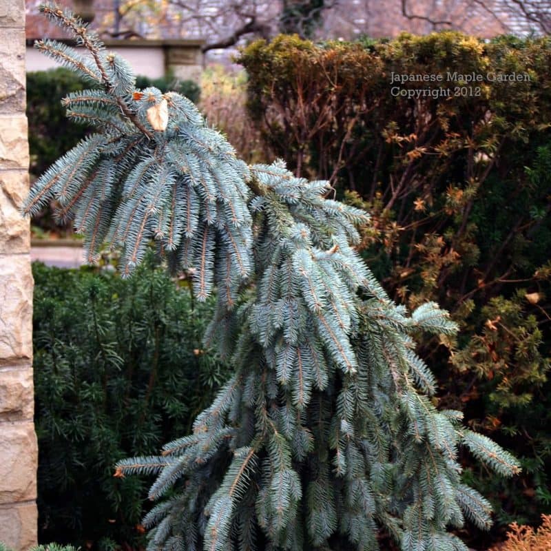 Picea Pungens 'The Blues' | Sequoia Valley Farms