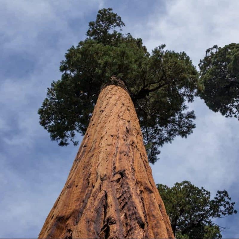 Giant Redwood | Sequoia Valley Farms