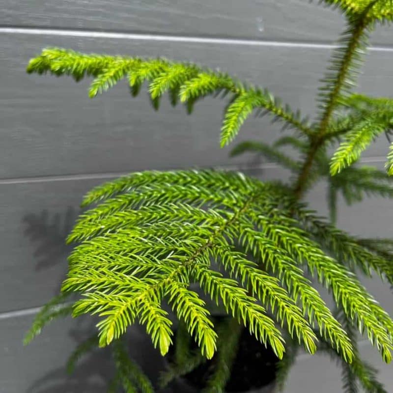 Cook Pine (Araucaria Columnaris) | Sequoia Valley Farms
