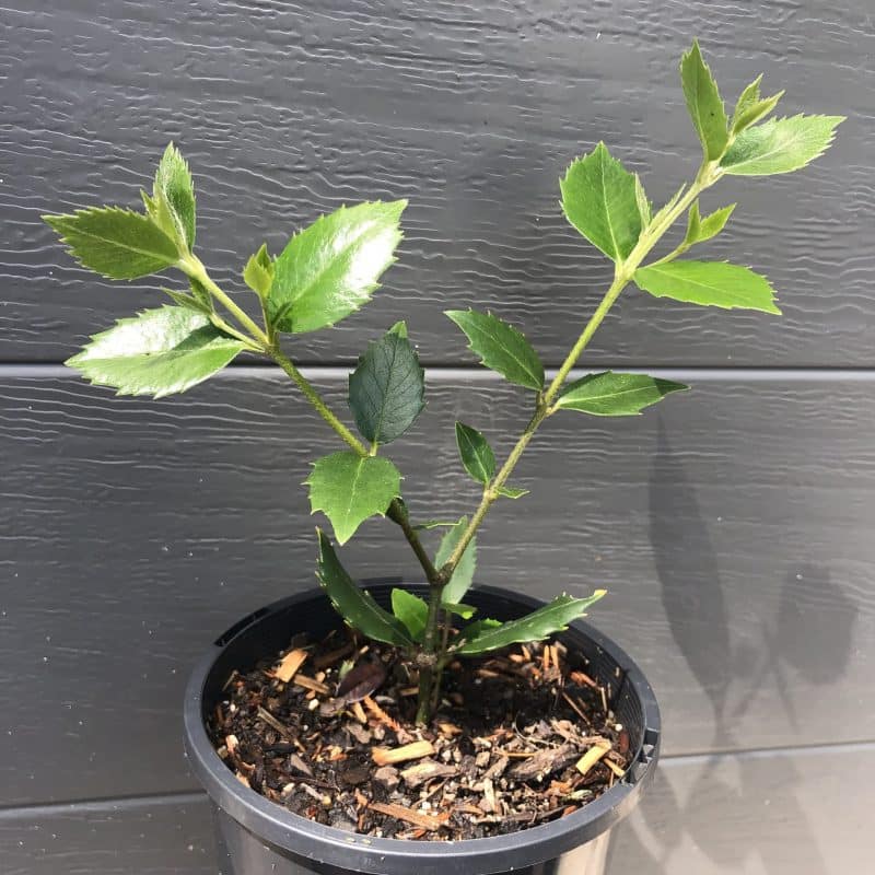 Southern Sassafras | Sequoia Valley Farms