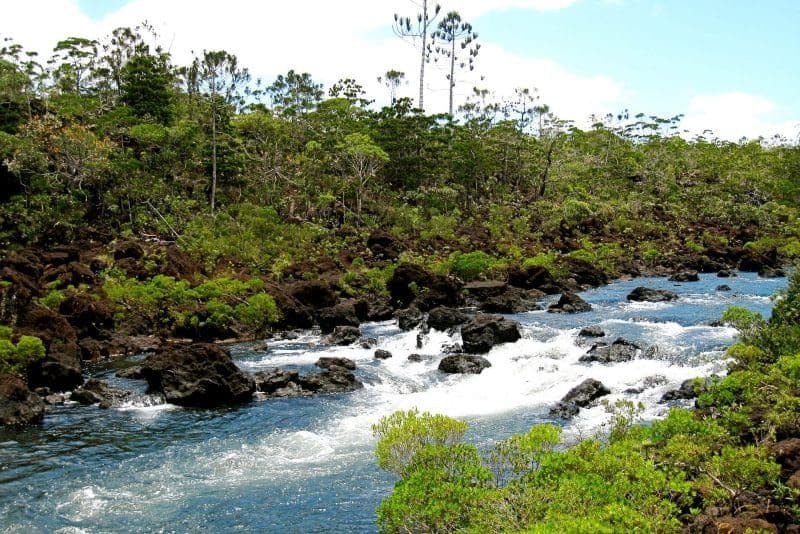New Caledonian Conifers | Sequoia Valley Farms