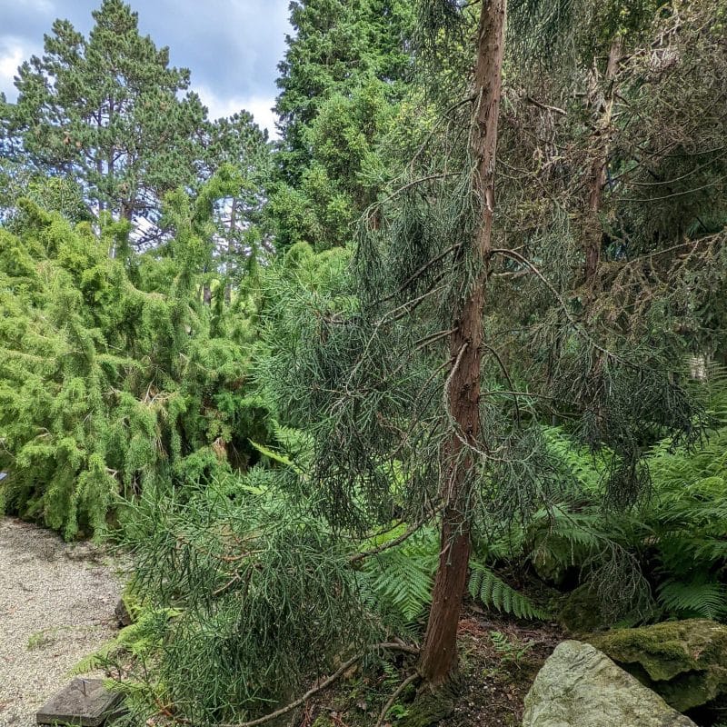 Tasmanian Summit Cedar (Athrotaxis X Laxifolia) | Sequoia Valley Farms