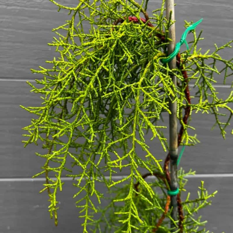 Huon Pine | Sequoia Valley Farms