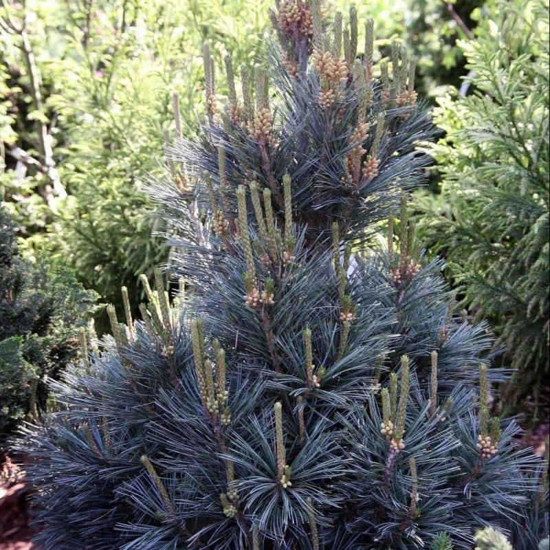 'Vanderwolf's Pyramid' Limber Pine | Sequoia Valley Farms