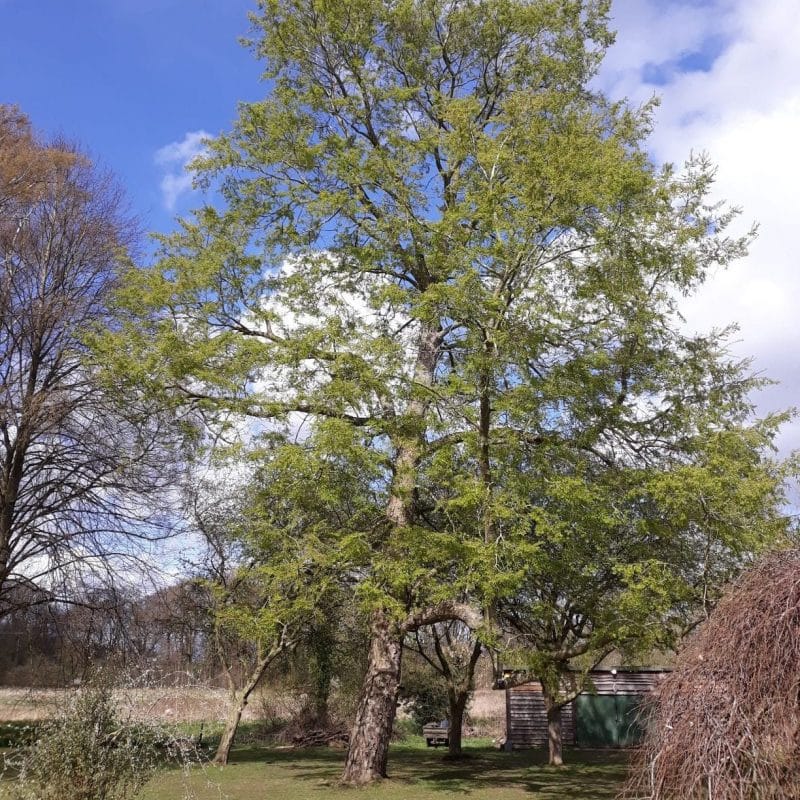 Roble Beech (Nothofagus Obliqua) | Sequoia Valley Farms