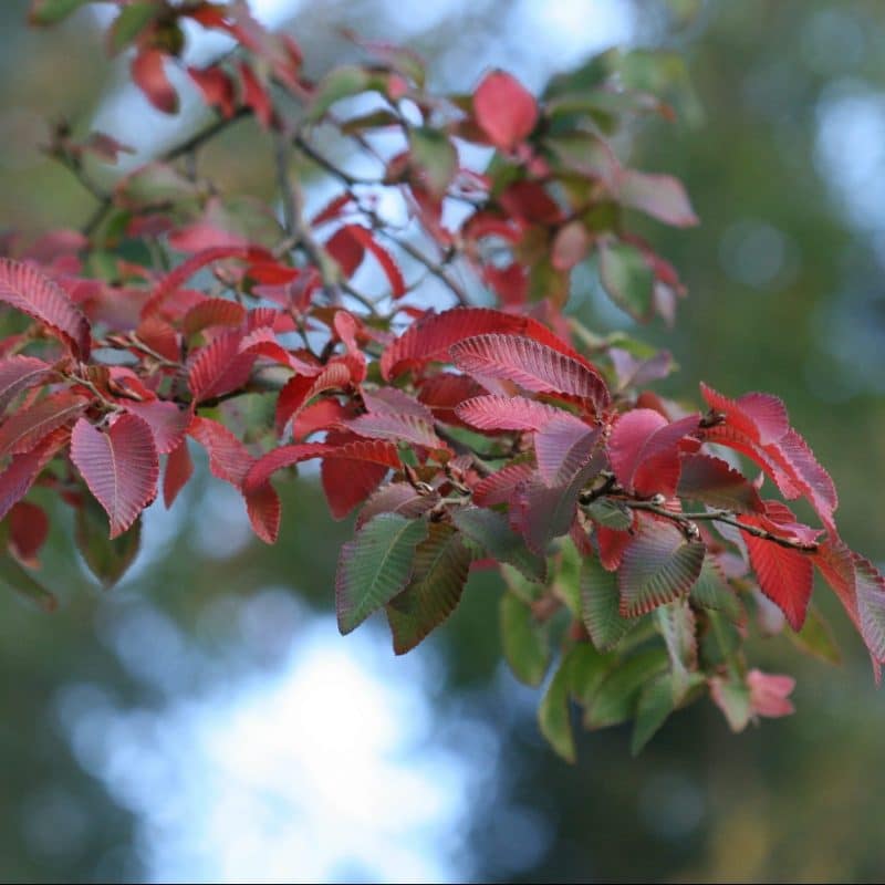 Rauli Beech (Nothofagus Alpina) | Sequoia Valley Farms