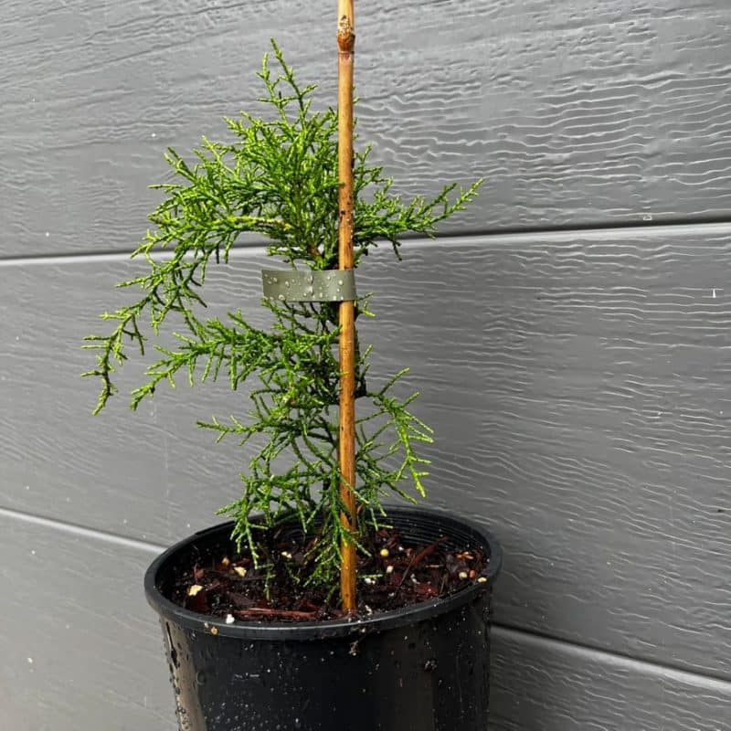 Huon Pine | Sequoia Valley Farms