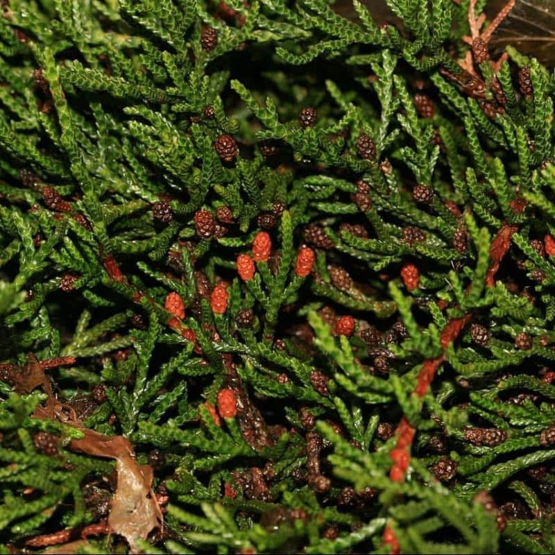Creeping Strawberry Pine | Sequoia Valley Farms