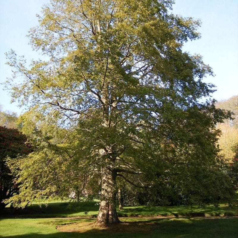 Rauli Beech (Nothofagus Alpina) | Sequoia Valley Farms