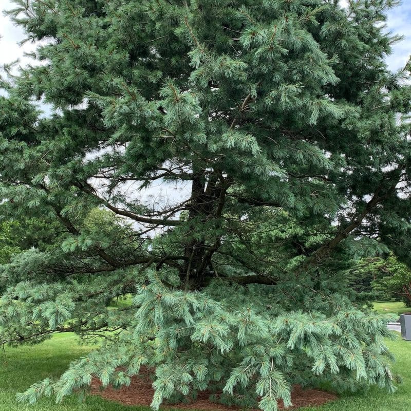 Southwestern White Pine | Sequoia Valley Farms