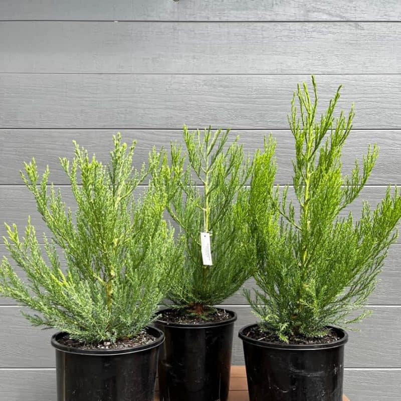 Giant Redwood | Sequoia Valley Farms