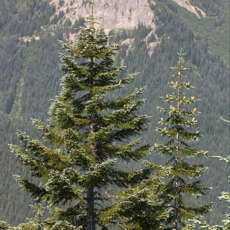 Abies-procera-full-3 | Sequoia Valley Farms