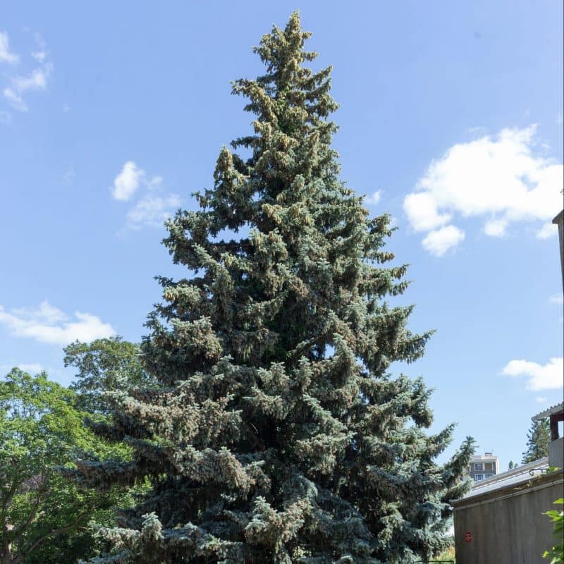 Colorado Blue Spruce (Picea Pungens) | Sequoia Valley Farms