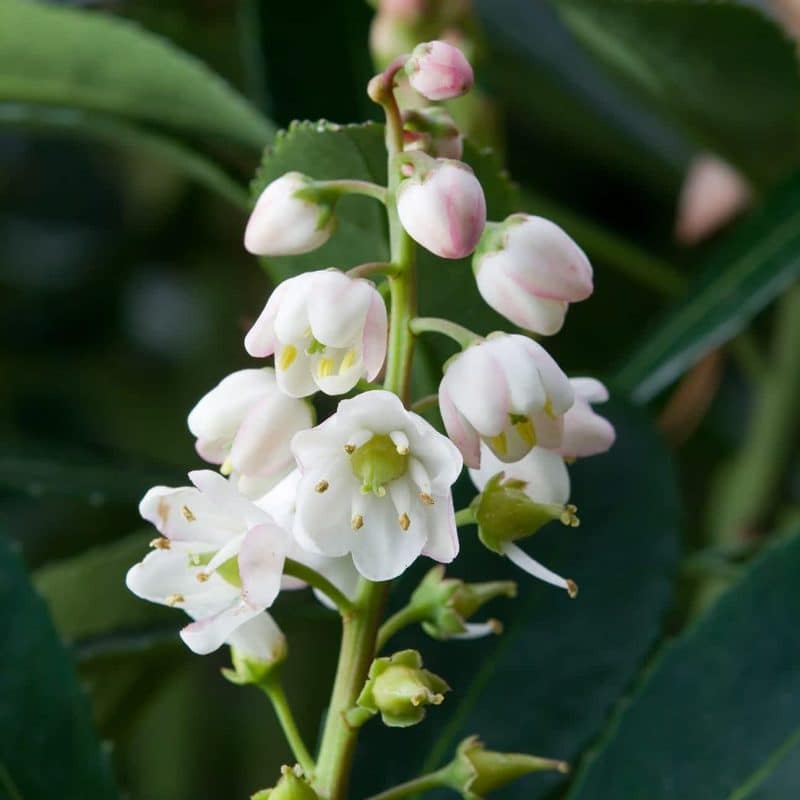 Native Laurel | Sequoia Valley Farms