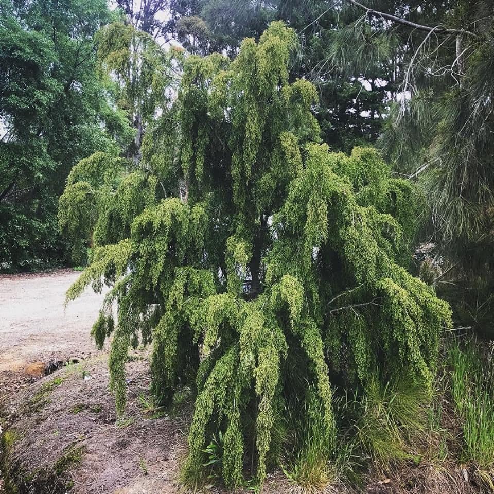 Huon Pine | Sequoia Valley Farms