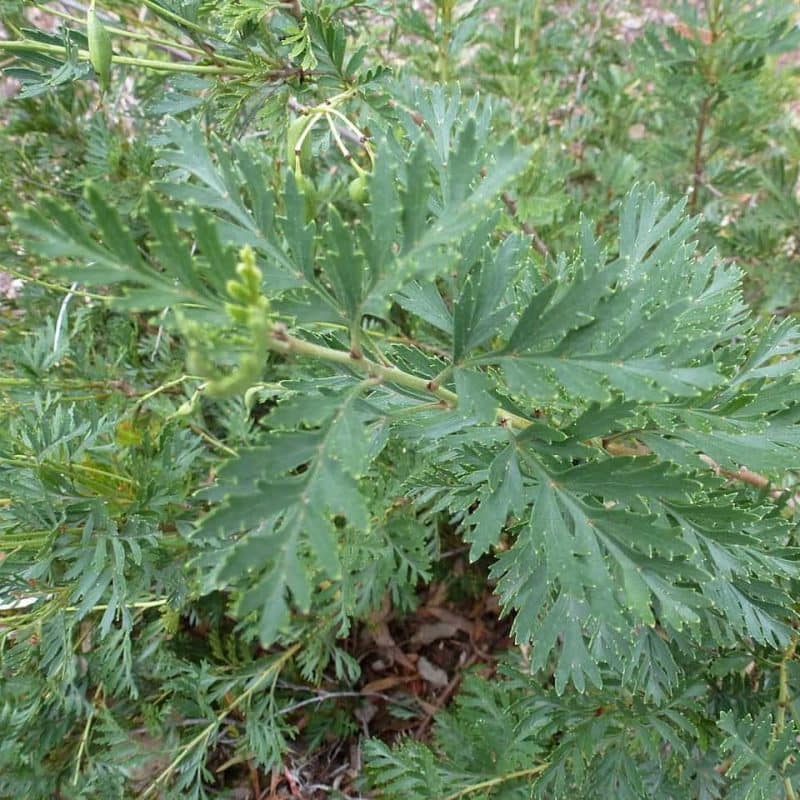 Guitar Plant | Sequoia Valley Farms