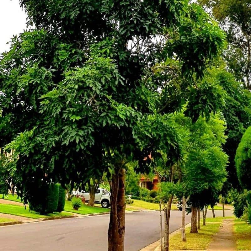 Australian Teak | Sequoia Valley Farms
