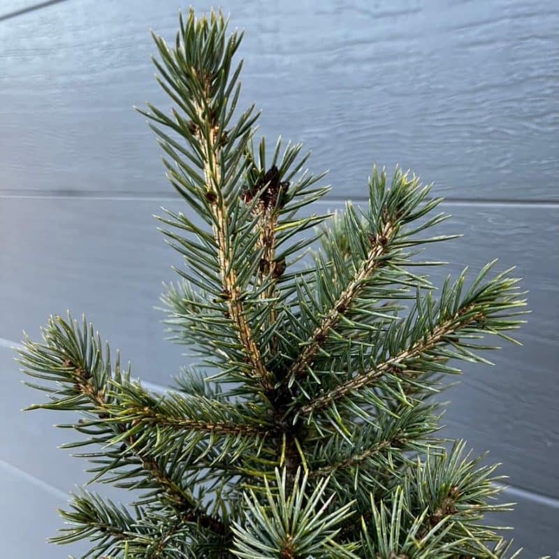 Colorado Blue Spruce (Picea Pungens) | Sequoia Valley Farms