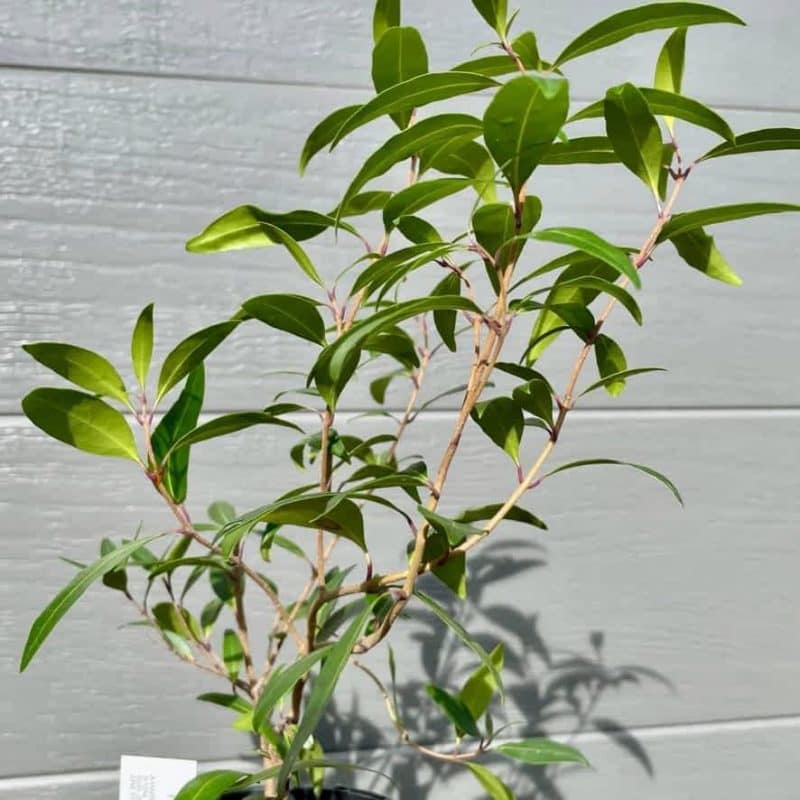 Native Olive | Sequoia Valley Farms