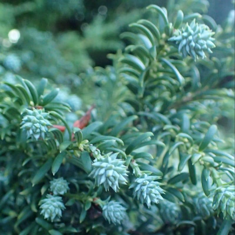 Prince Albert Yew (Saxegothaea Conspicua) | Sequoia Valley Farms