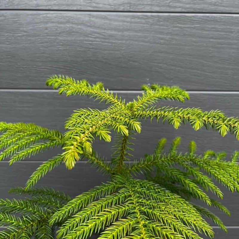 Cook Pine (Araucaria Columnaris) | Sequoia Valley Farms