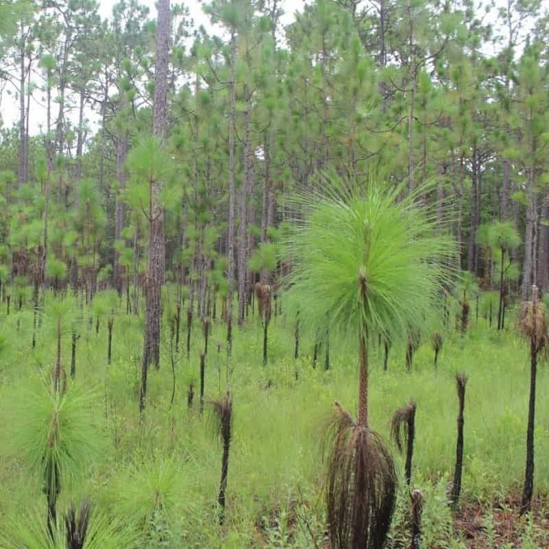 Longleaf Pine | Sequoia Valley Farms