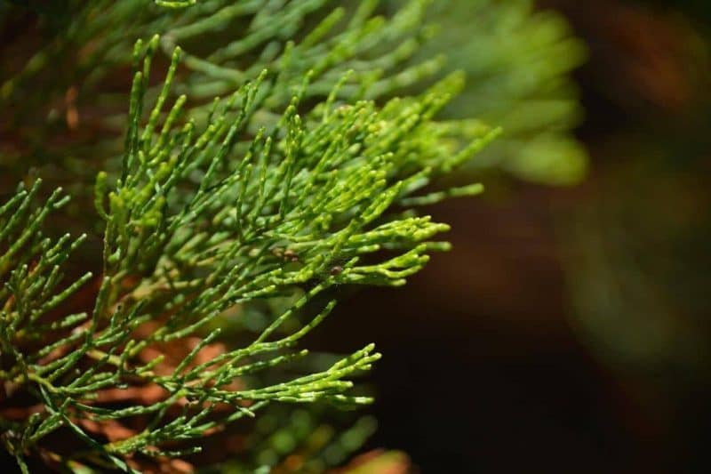 Callitris | Sequoia Valley Farms