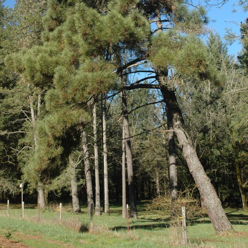 Maritime Pine | Sequoia Valley Farms
