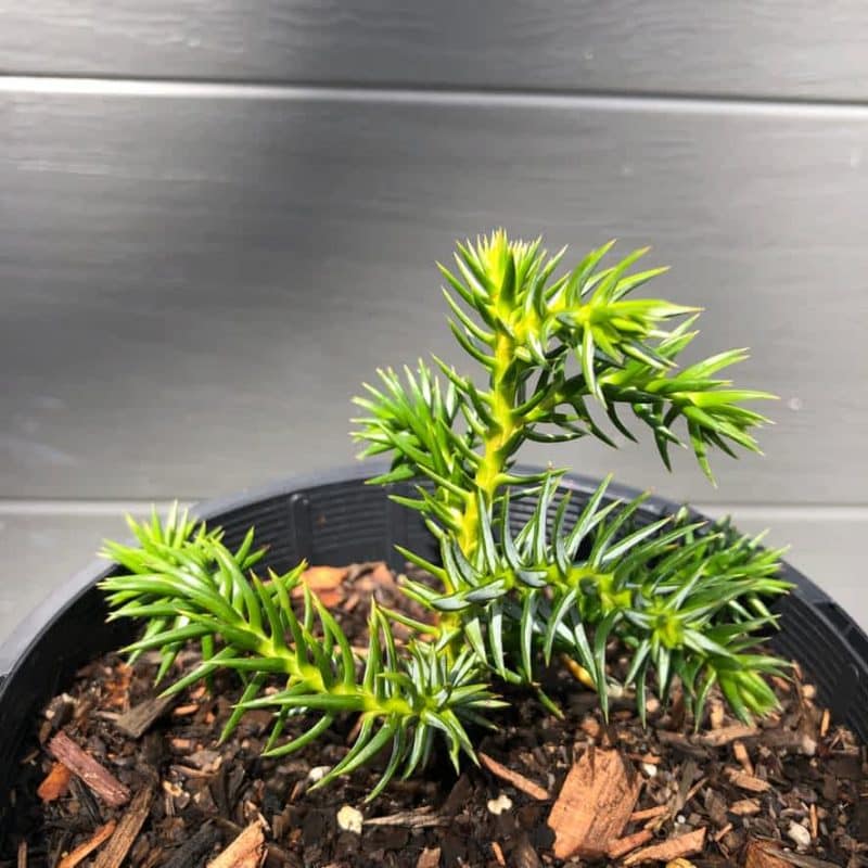 Australian Conifers | Sequoia Valley Farms