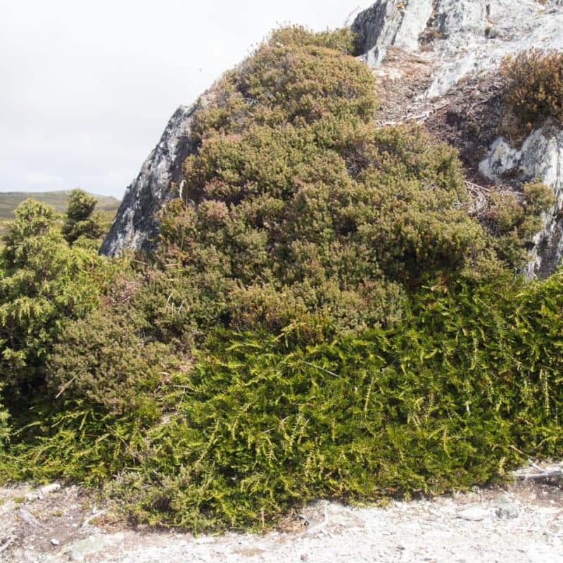 Creeping Strawberry Pine | Sequoia Valley Farms