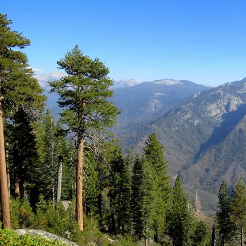 Sugar Pine | Sequoia Valley Farms