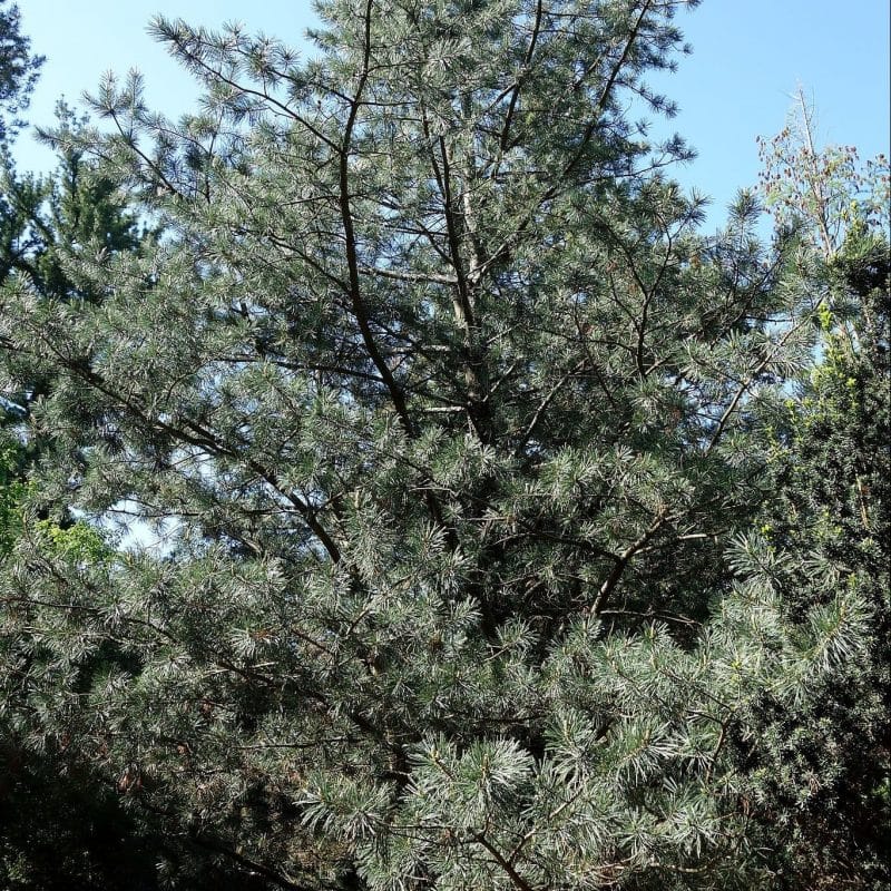'Vanderwolf's Pyramid' Limber Pine | Sequoia Valley Farms