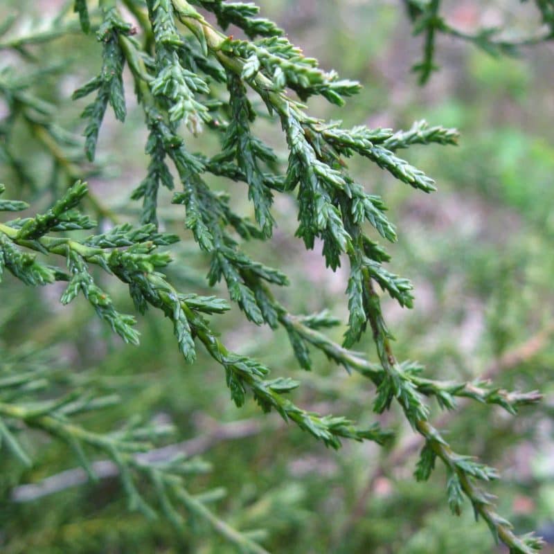 Tasmanian Dwarf Pine | Sequoia Valley Farms
