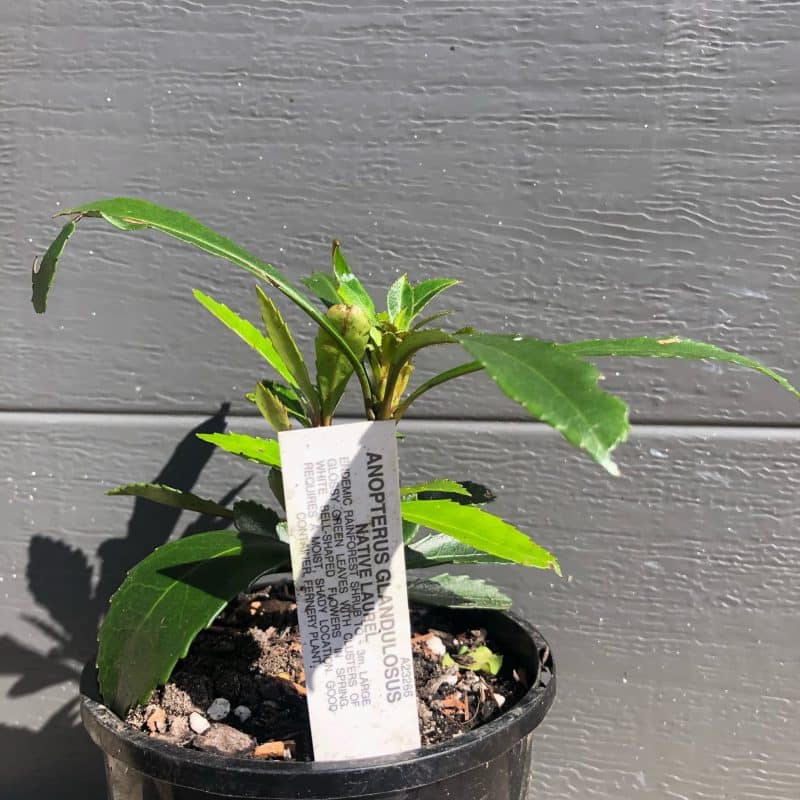 Native Laurel | Sequoia Valley Farms