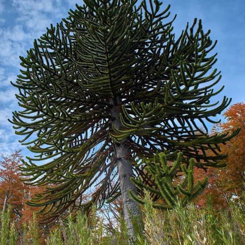 Monkey Puzzle Pine | Sequoia Valley Farms