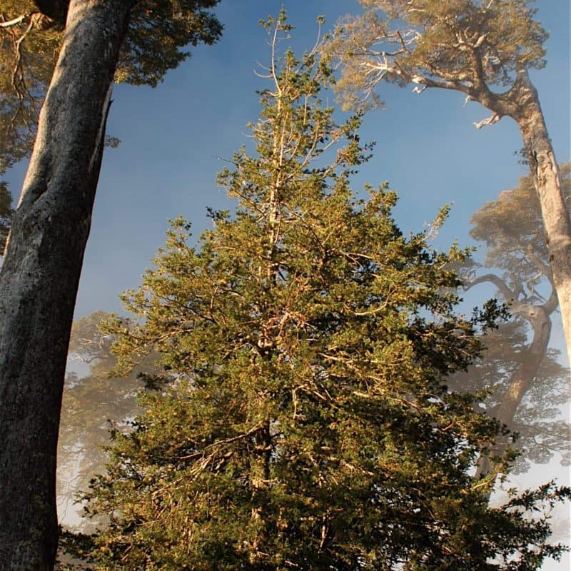 Prince Albert Yew (Saxegothaea Conspicua) | Sequoia Valley Farms