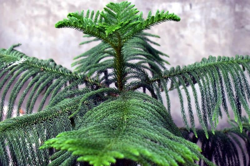 Araucaria | Sequoia Valley Farms